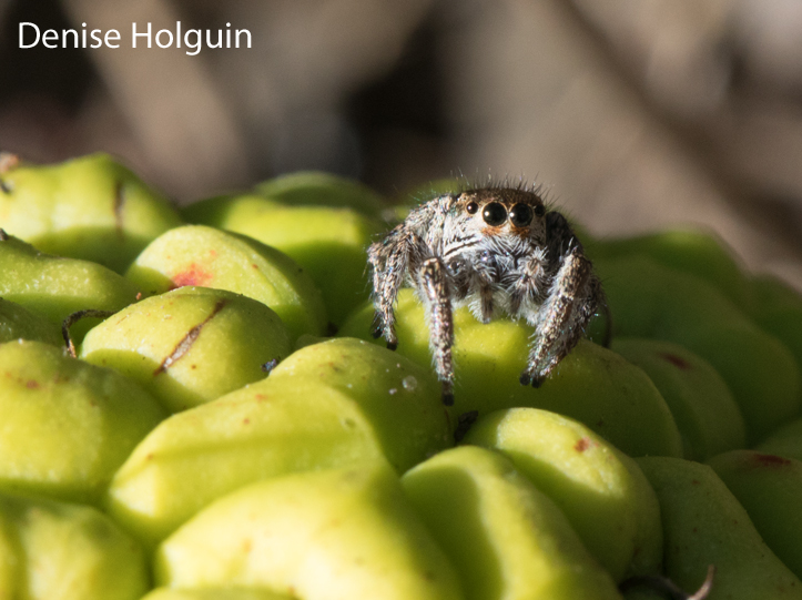 Spider on Osage Orange – big bertha's adventures